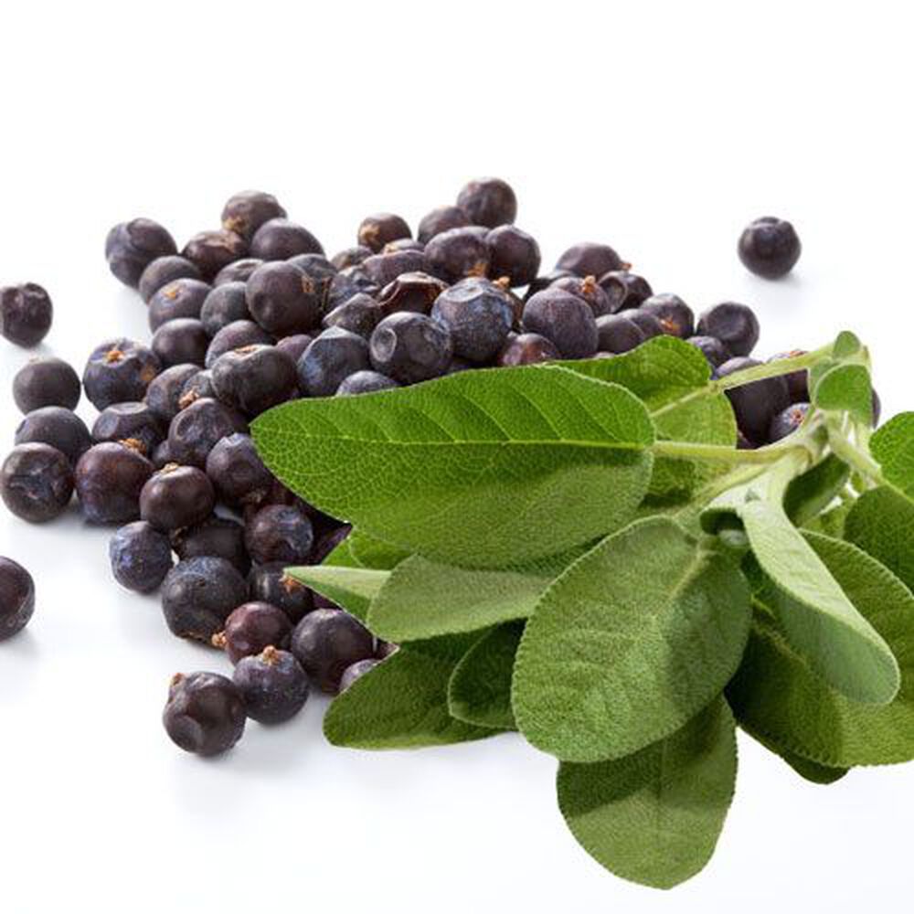 DISCONTINUED - Juniper Sage Fragrance Oil | Bramble Berry